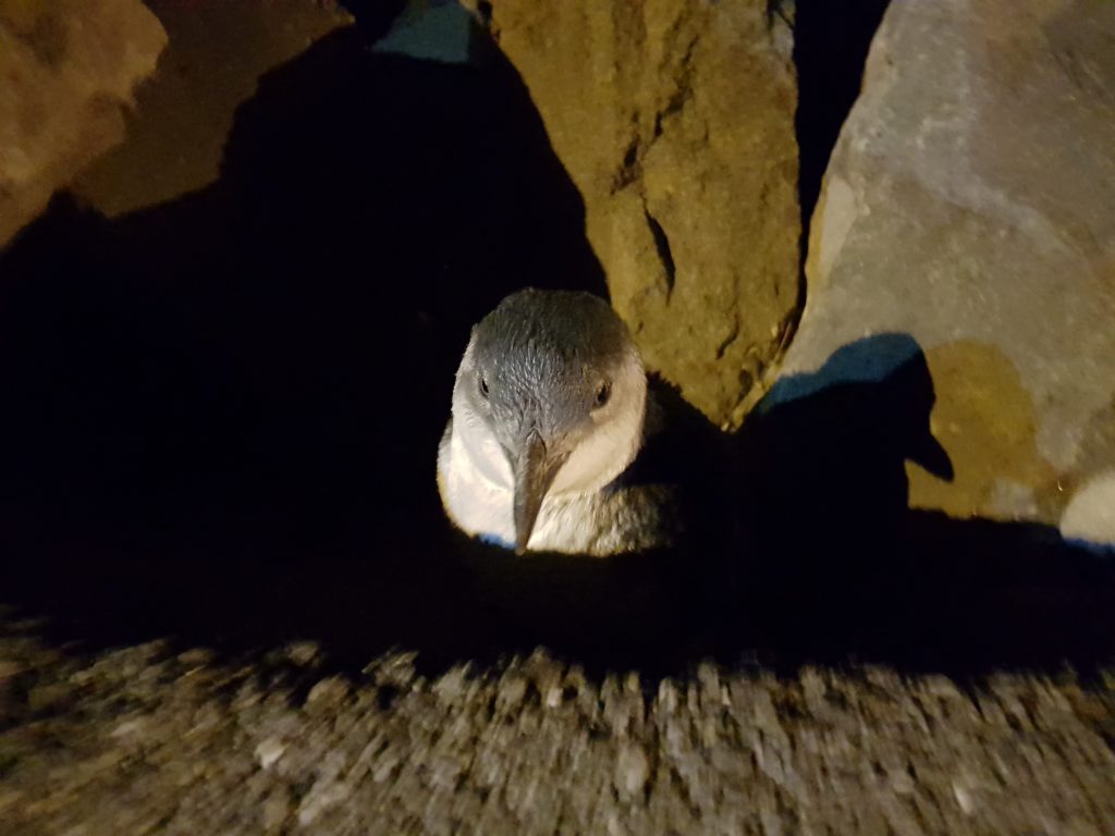 Gallery | Timaru Penguins
